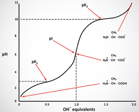 Biochemical Properties of Amino Acids | The Medical Biochemistry Page