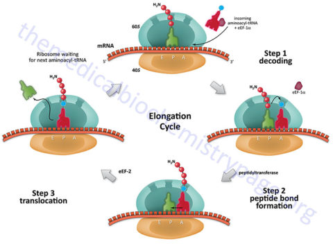 Protein Synthesis (Translation): Processes and Regulation - The Medical ...