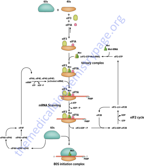 Protein Synthesis (Translation): Processes and Regulation - The Medical ...
