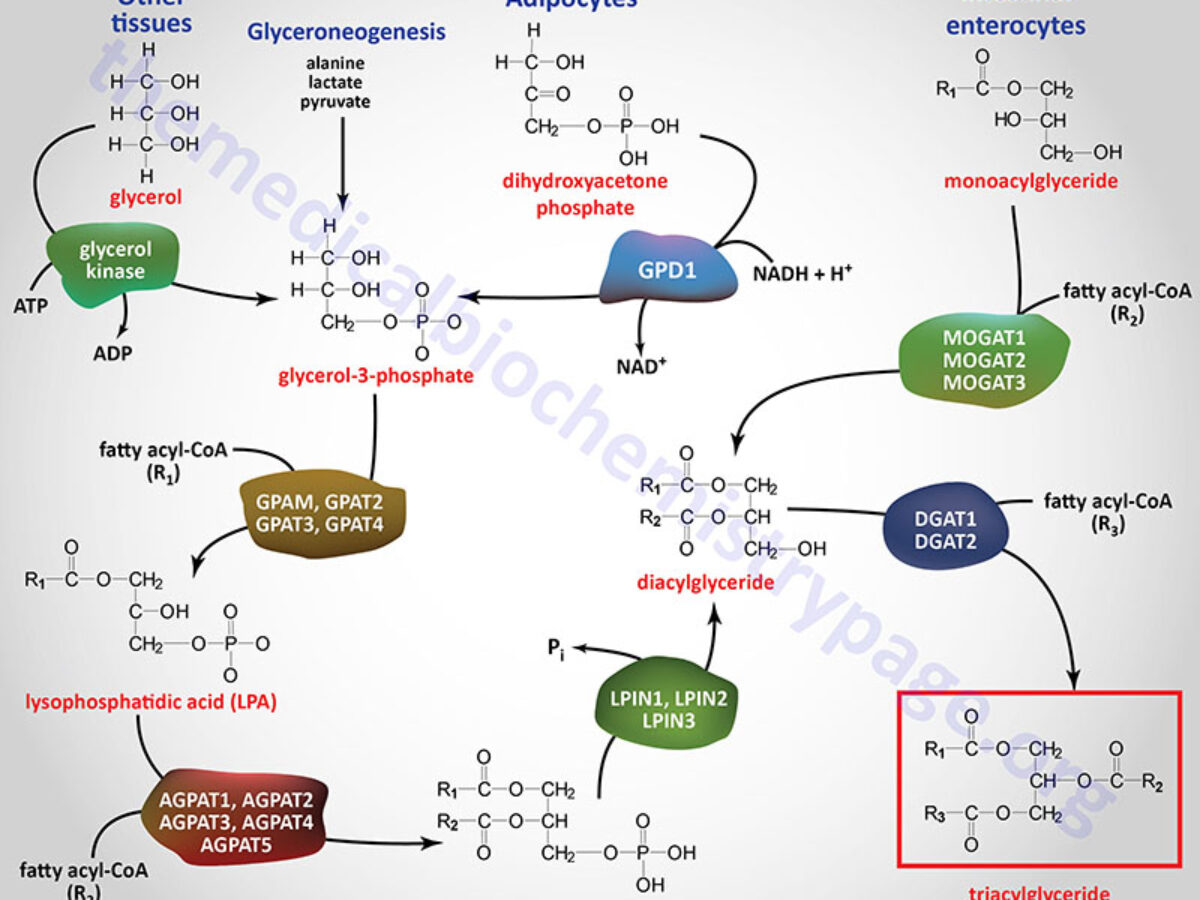 Triglyceride Formation