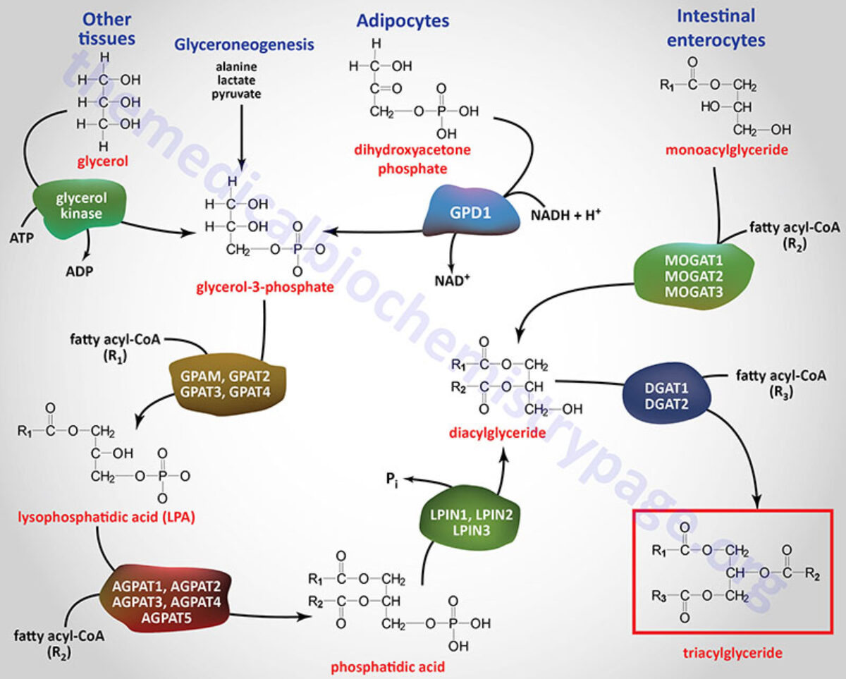 Triglycerides Diagram Triglycerides: Definition, Example & Function