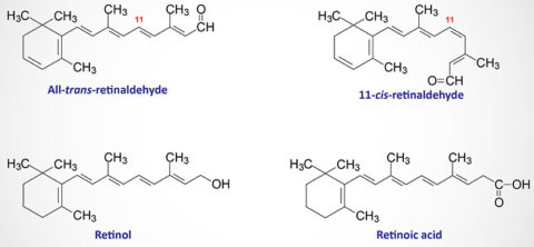 Vitamins: Water and Fat Soluble - The Medical Biochemistry Page