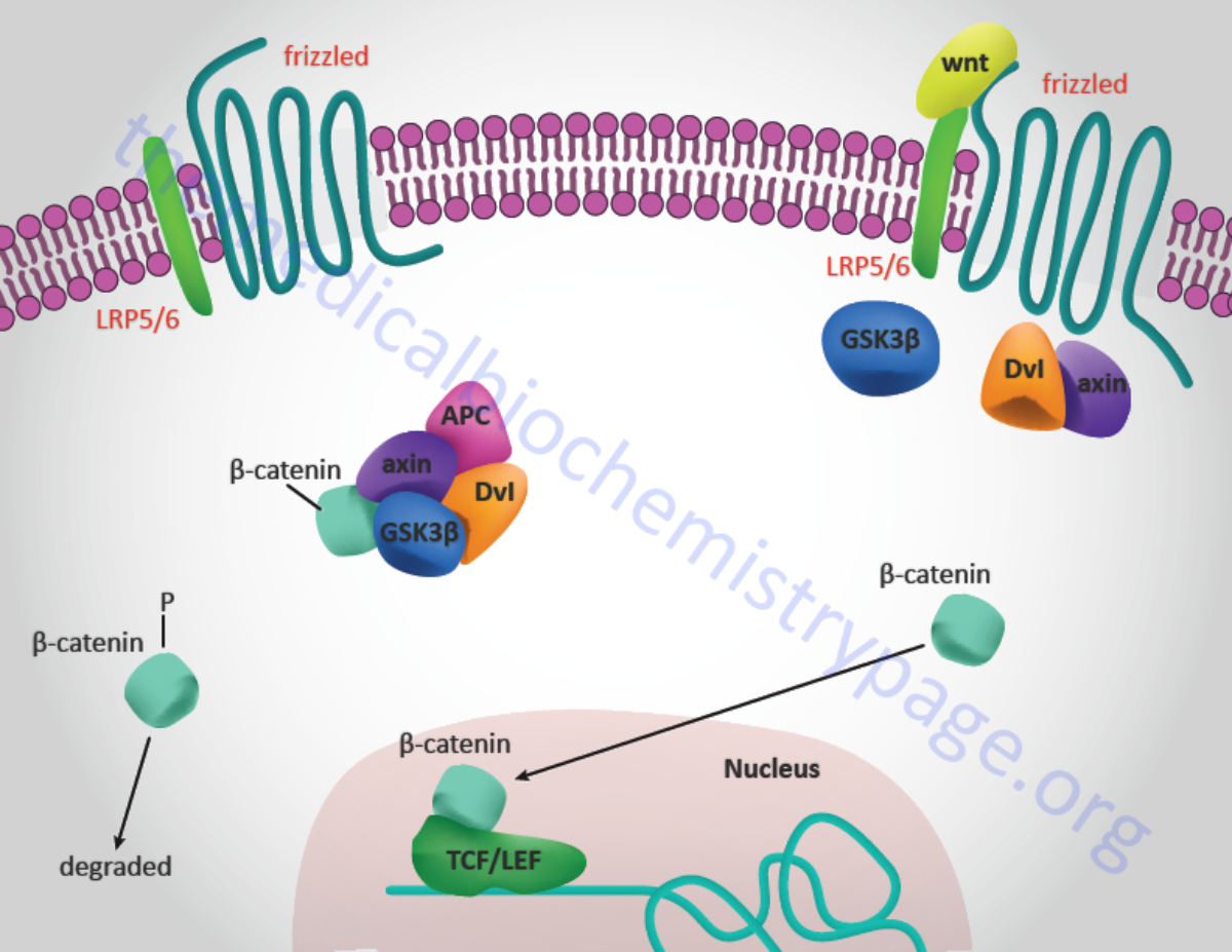 Wnt Signaling Pathway In 2020 Pathways Cell Biology