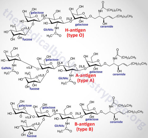 Glycosphingolipid Synthesis: A Comprehensive Guide - The Medical ...