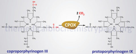 Hereditary Coproporphyria, HCP - The Medical Biochemistry Page