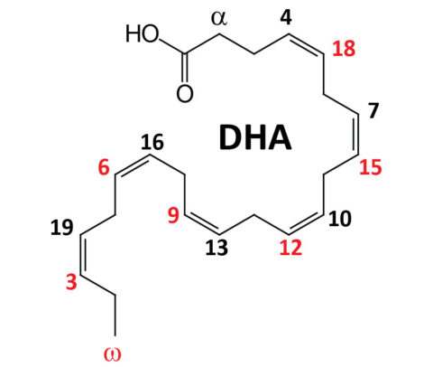 Omega-3 and Omega-6 Fatty Acid Synthesis, Metabolism, Functions - The ...