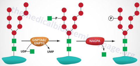 Protein Targeting - The Medical Biochemistry Page