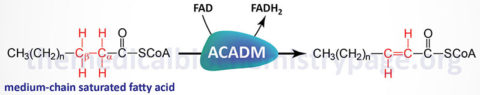 Medium Chain Acyl-CoA Dehydrogenase (MCAD) Deficiency - The Medical ...