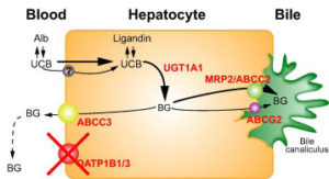Rotor Syndrome - The Medical Biochemistry Page