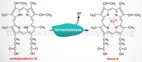 Erythropoietic Protoporphyria, EPP - The Medical Biochemistry Page