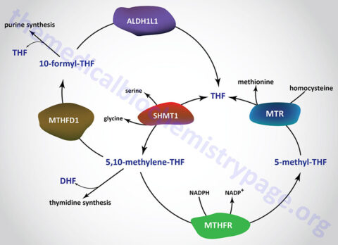 Vitamins: Water and Fat Soluble - The Medical Biochemistry Page