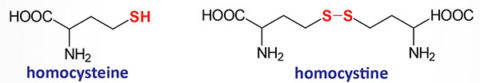 Homocysteinemia / Homocystinuria - The Medical Biochemistry Page