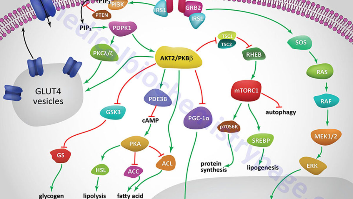 Simple Insulin Receptor Insulin Receptor Wikipedia