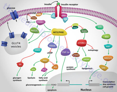 Insulin Function and Its Role in Metabolism - The Medical Biochemistry Page
