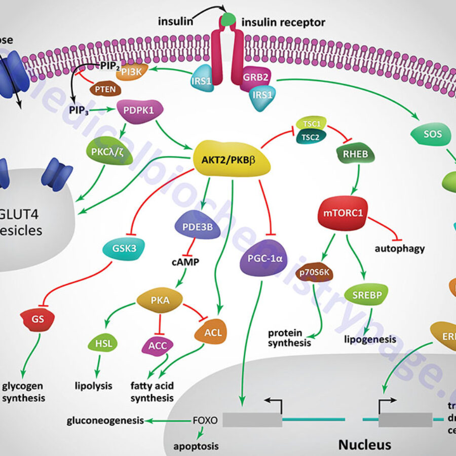 Insulin Receptor Signal Transduction Via Pi3kpkb Pathway PI3K/Akt