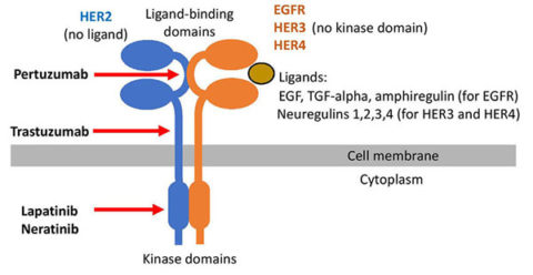 Proto-Oncogenes and Cancer - The Medical Biochemistry Page