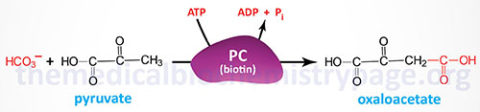 Pyruvate Carboxylase Deficiency - The Medical Biochemistry Page