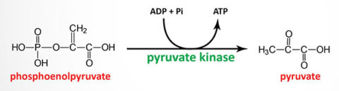 Pyruvate Kinase Deficiency: Erythrocyte - The Medical Biochemistry Page