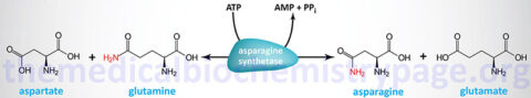 Amino Acid Biosynthesis and Catabolism - The Medical Biochemistry Page