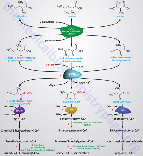 Amino Acid Catabolism and Its Role in Metabolism - The Medical ...