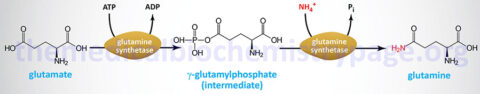 Amino Acid Biosynthesis - The Medical Biochemistry Page