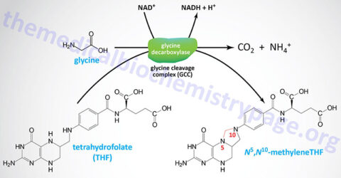 Amino Acid Catabolism - The Medical Biochemistry Page