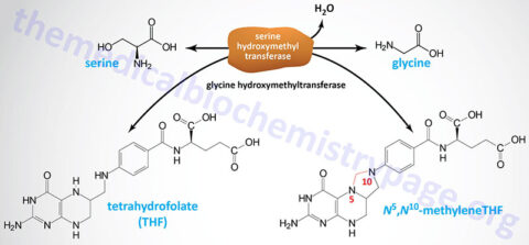 Amino Acid Biosynthesis - The Medical Biochemistry Page