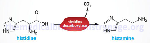 Amino Acid Biosynthesis and Catabolism - The Medical Biochemistry Page