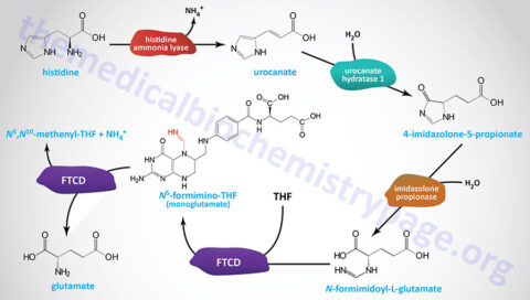 Amino Acid Catabolism and Its Role in Metabolism - The Medical ...
