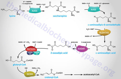 Organic Acidurias/Acidemias - The Medical Biochemistry Page