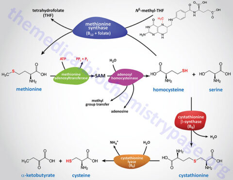 Amino Acid Biosynthesis - The Medical Biochemistry Page