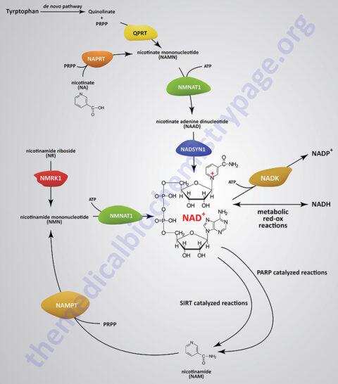 Vitamin B3: Metabolism and Functions - The Medical Biochemistry Page