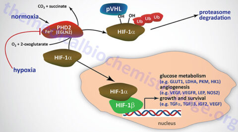 Hypoxia and Metabolism: The Role of HIF Complexes - The Medical ...