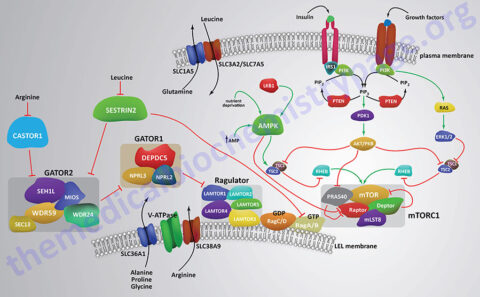 mTOR Complexes - The Medical Biochemistry Page
