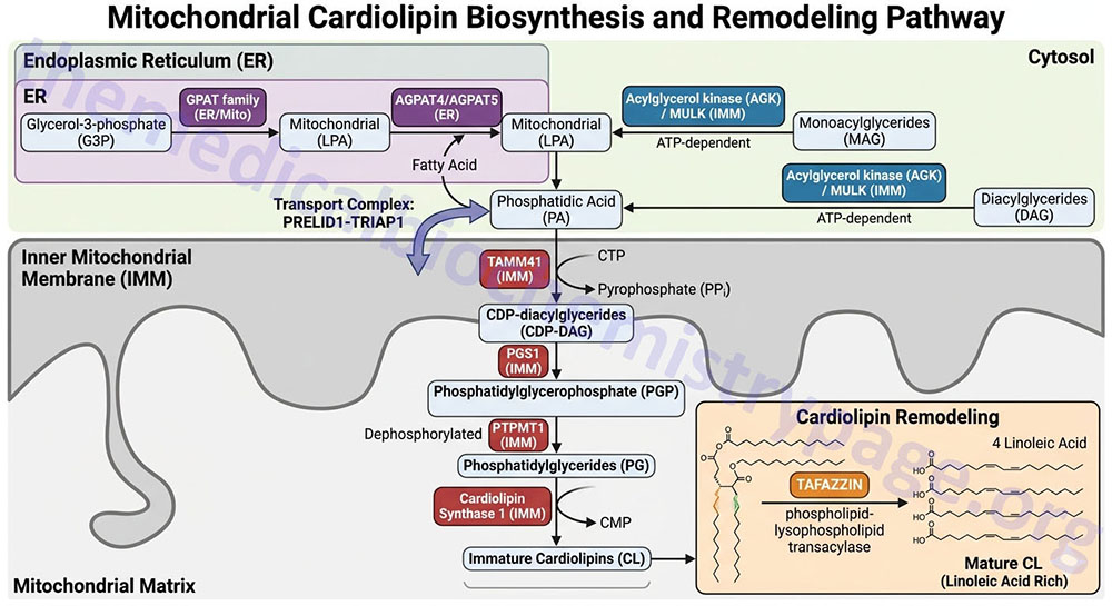 Phospholipid Synthesis and Its Biological Importance - The Medical ...